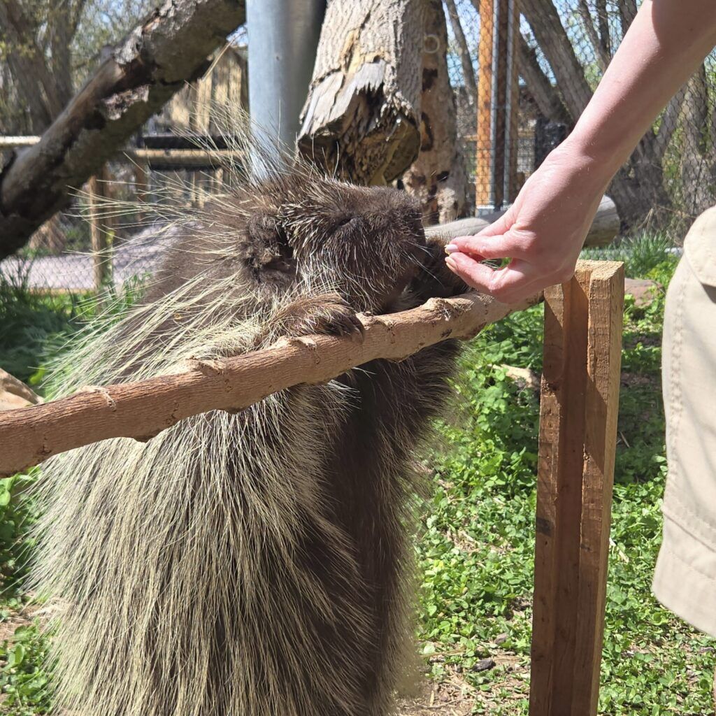 Porcupine birth - Utah's Hogle Zoo | Stories & News